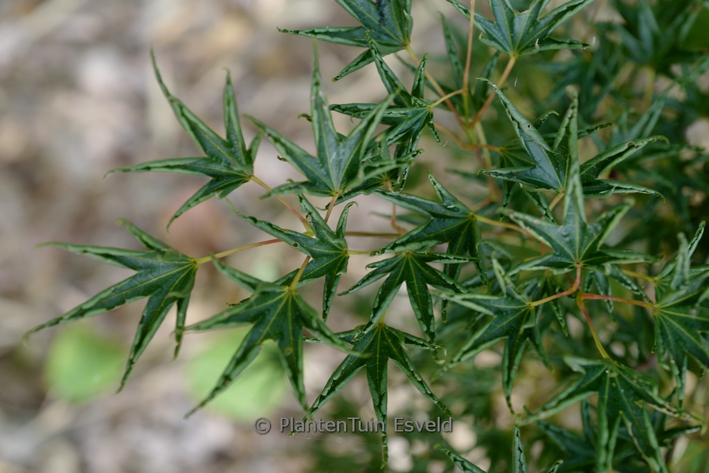 Acer palmatum ‘Hippy-fin-mo’ – Plantentuin Esveld