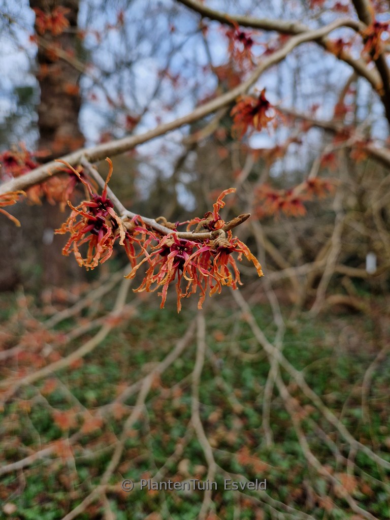 Hamamelis vernalis ‘Sandra’ – Plantentuin Esveld