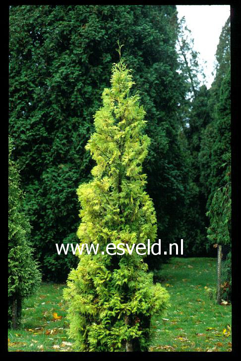 Thuja occidentalis 'Holmstrup's Yellow'