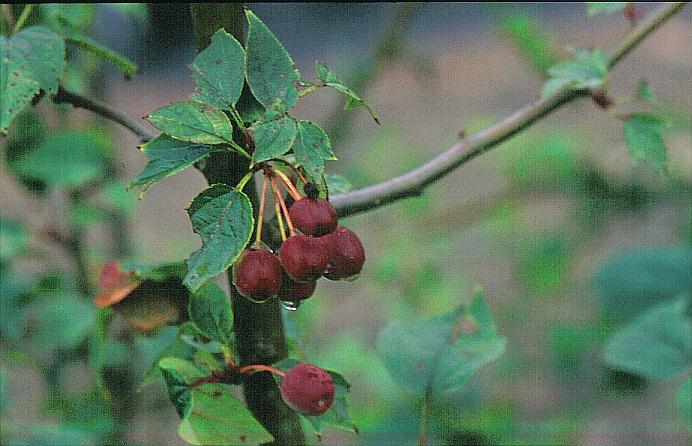 Picture and description of Sorbopyrus auricularis