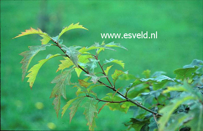 Quercus heterophylla