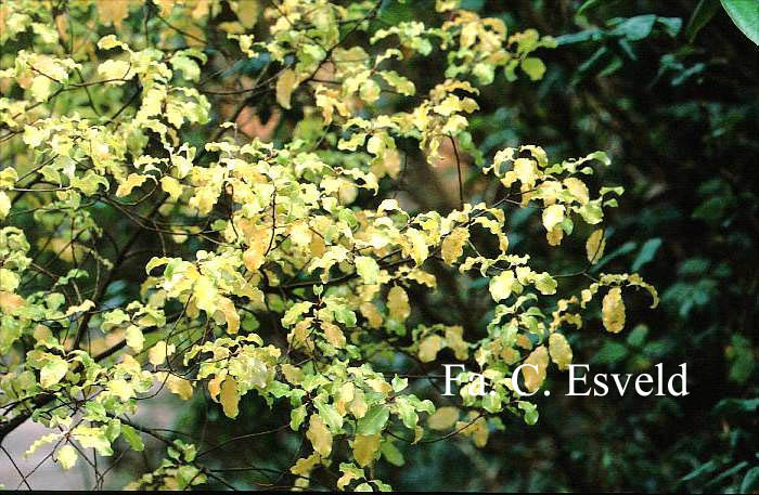Picture and description of Pittosporum tenuifolium 'Warnham Gold'