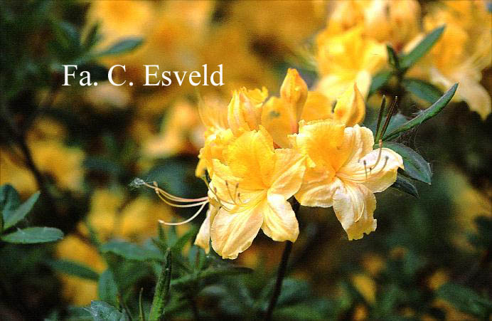 Azalea 'Nancy Waterer'