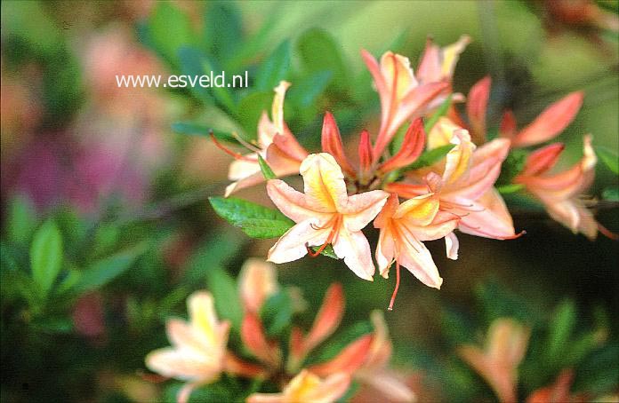 Picture and description of Azalea 'Chanel'