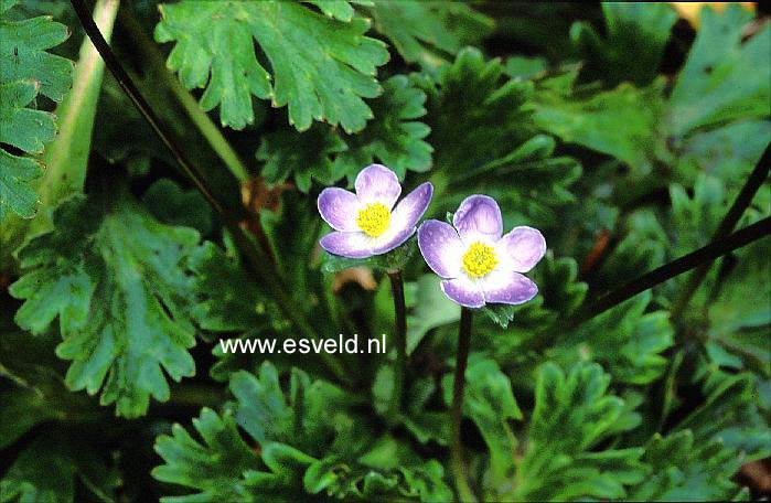 Picture and description of Anemone trifolia