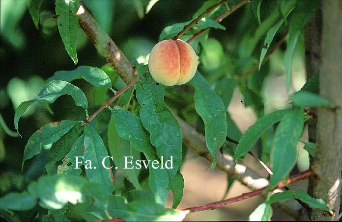 Abbildung und Beschreibung von Prunus dulcis 'Melred'