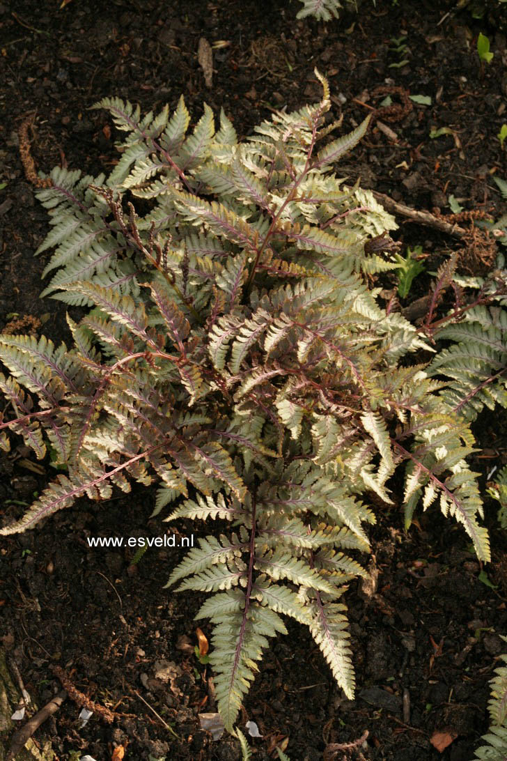 Athyrium niponicum 'Ursula's Red'