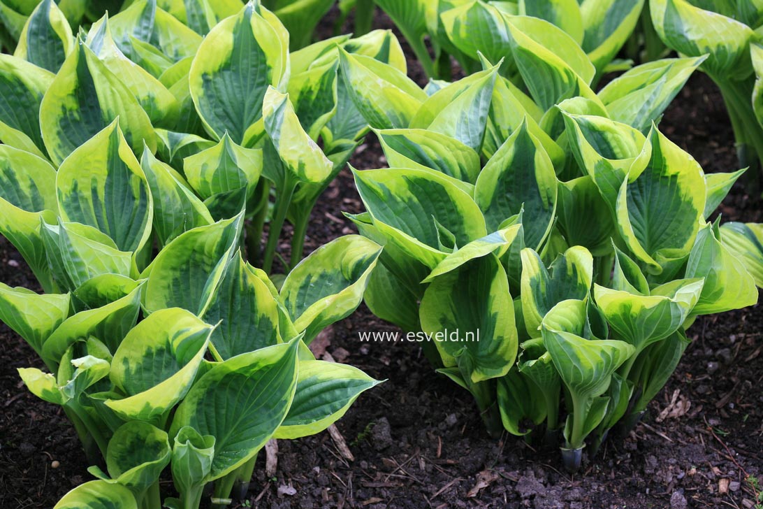 Hosta 'Twilight'