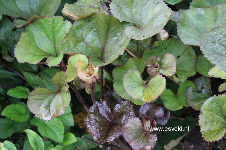 Picture and description of Ligularia dentata 'Franz Feldweber'