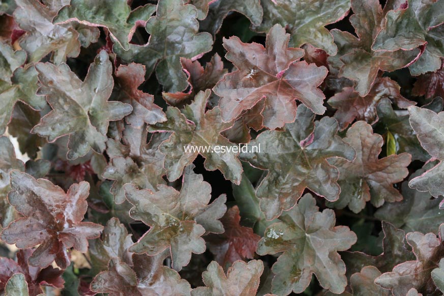 Picture and description of Heuchera micrantha 'Molly Bush'