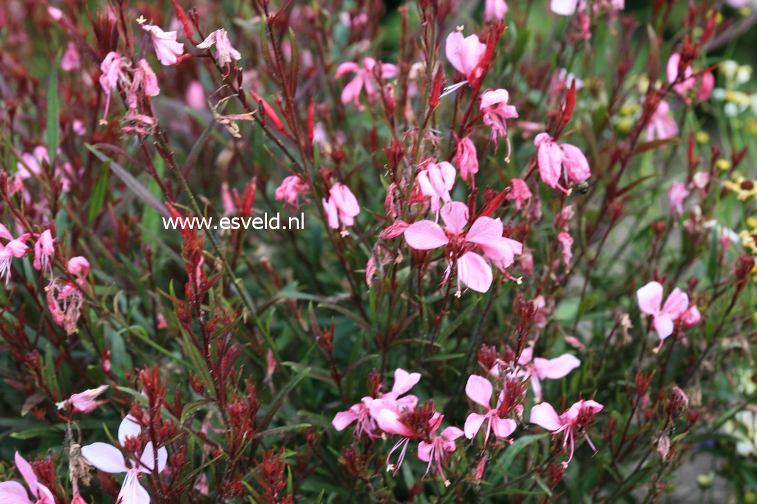 Picture and description of Gaura lindheimeri 'Florgauros' (GAUDI ROSE)