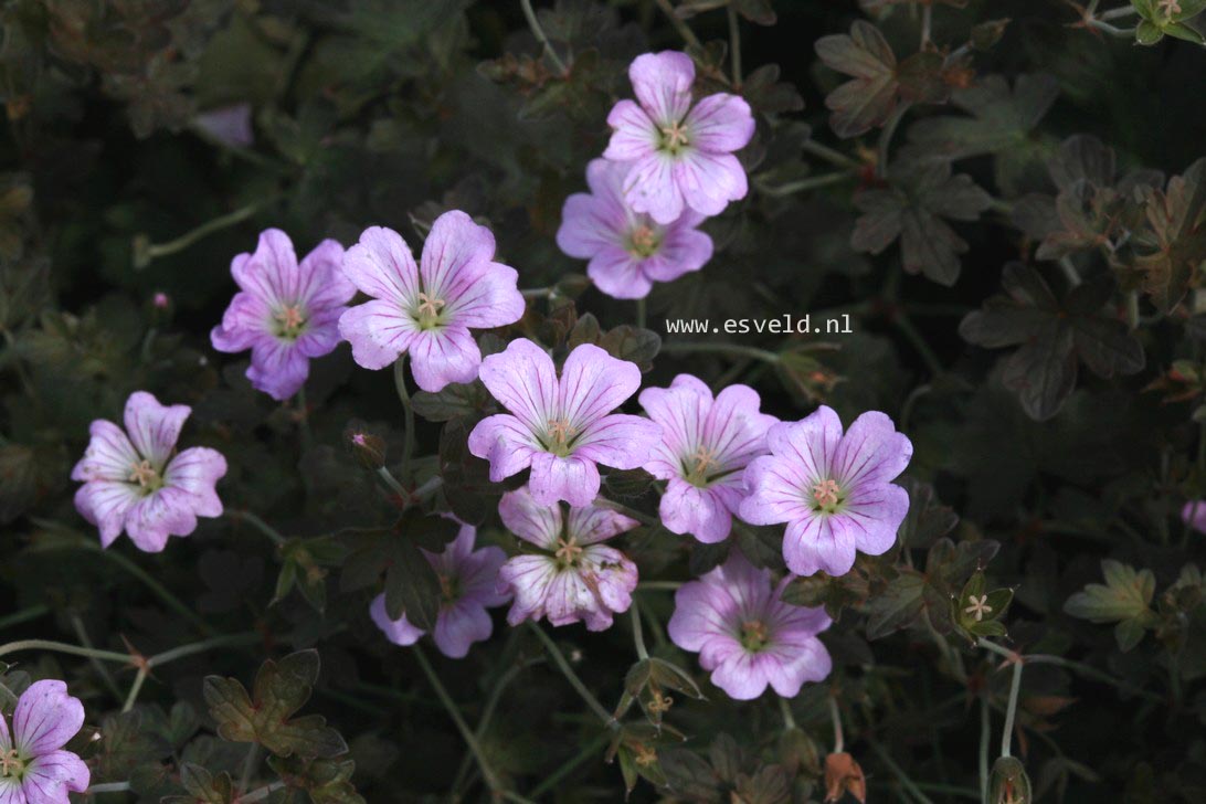 Picture and description of Geranium 'Dusky Crug'