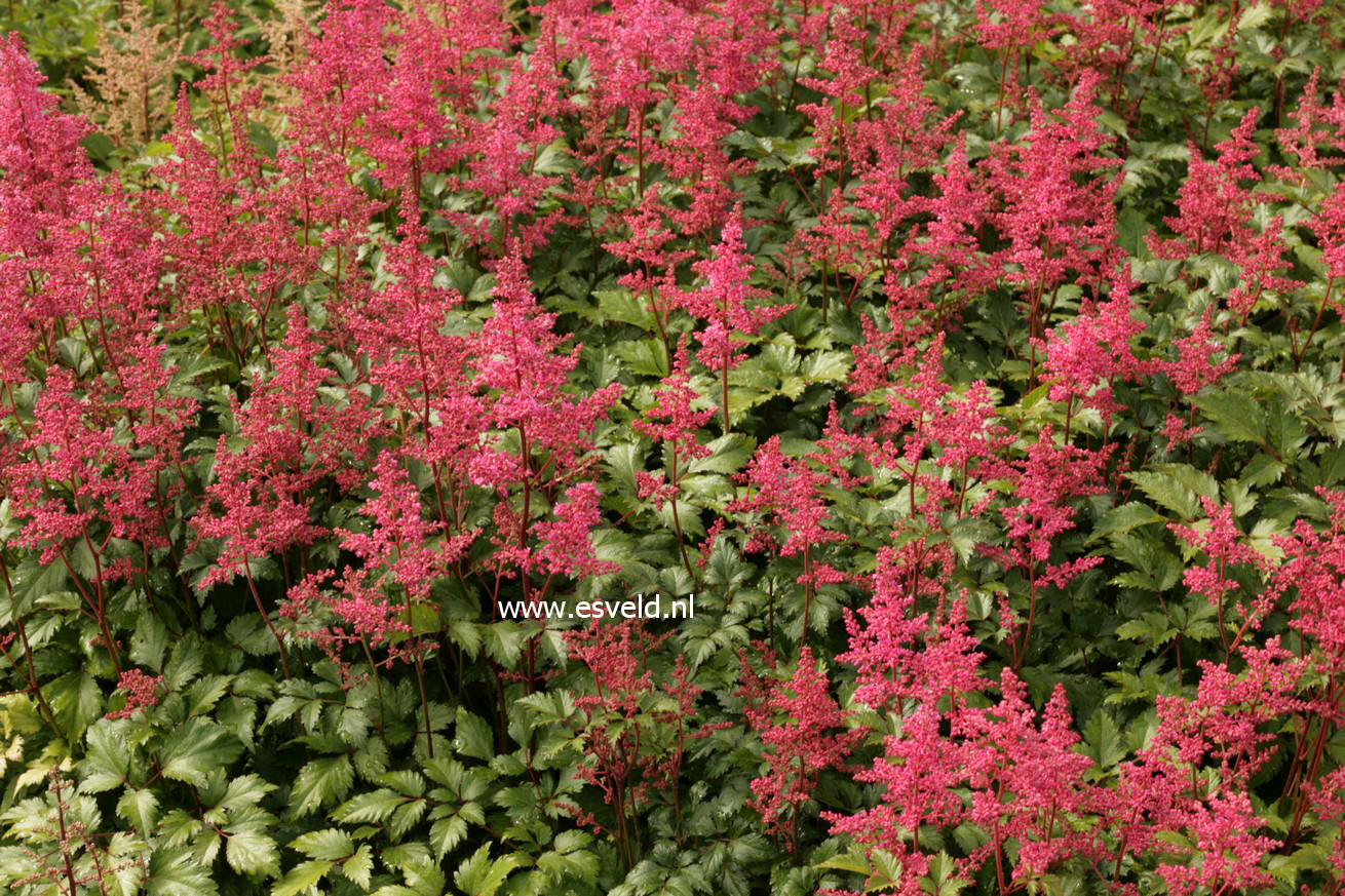 Astilbe 'Bonn'