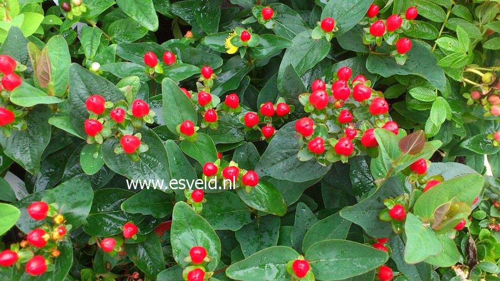 Picture and description of Hypericum inodorum 'Kolmarest' (MAGICAL RED ...