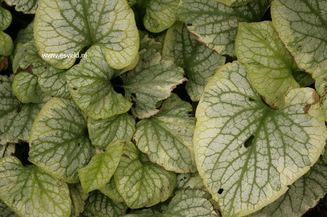 Picture and description of Brunnera macrophylla 'Kings Ransom'