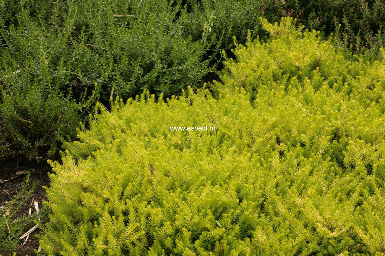 Erica darleyensis 'Golden Perfect'