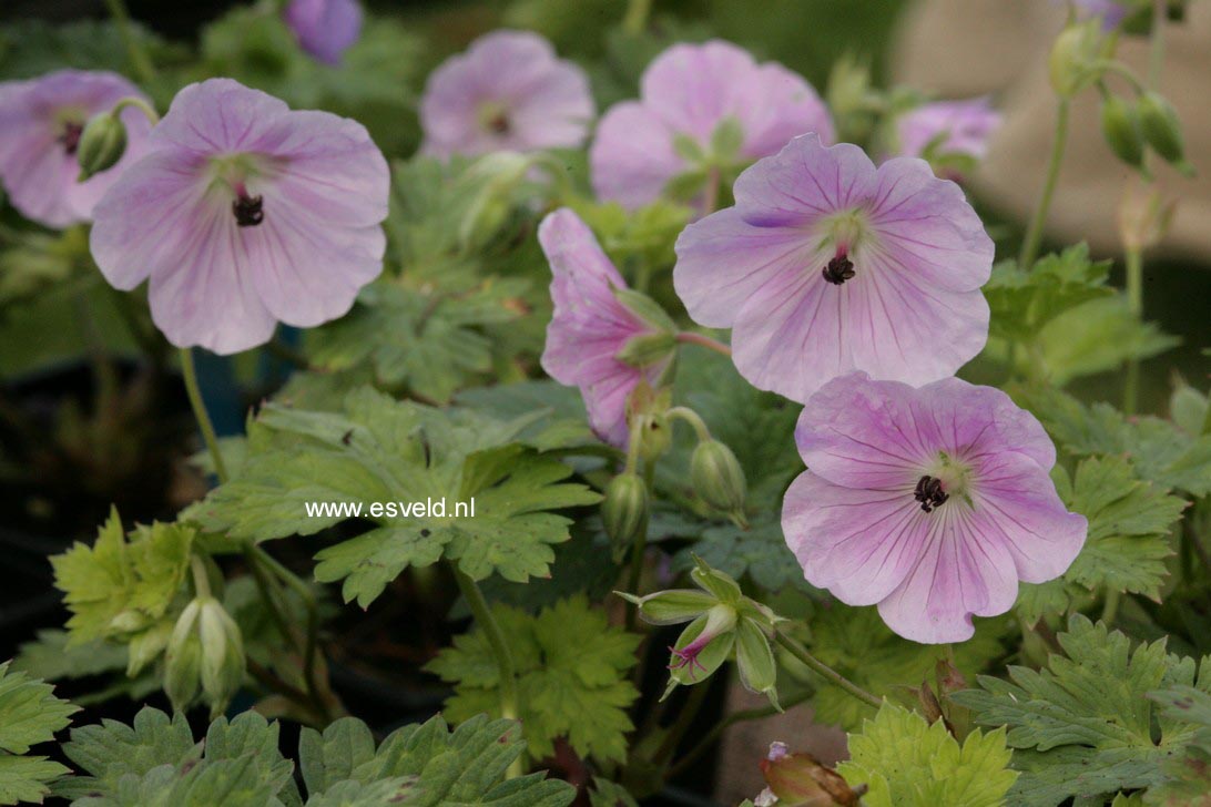Geranium 'Lilac Ice'