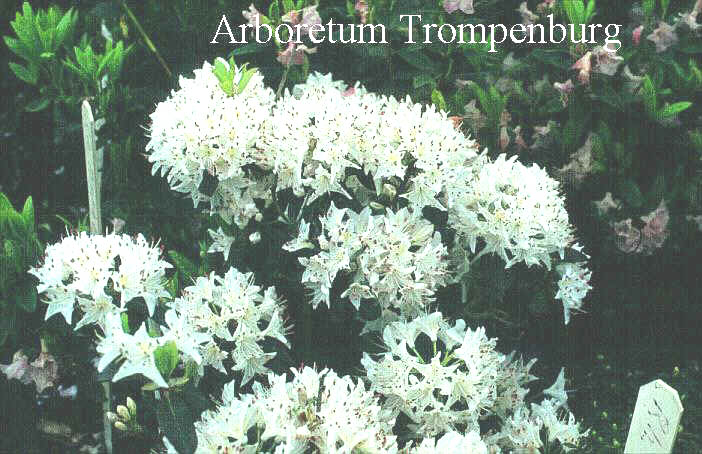 Picture and description of Rhododendron rigidum 'Album'