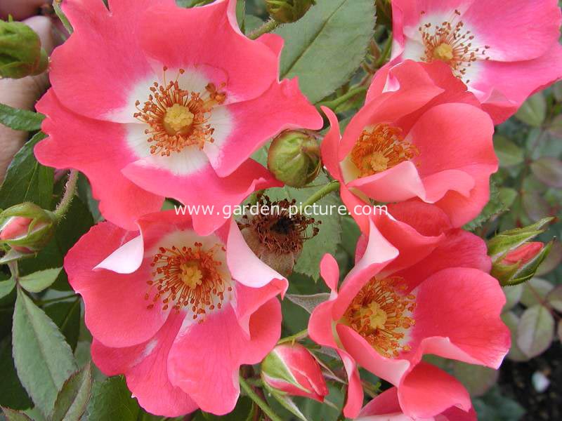 Picture and description of Rosa 'Meopoque' (PINK MEIDILAND)