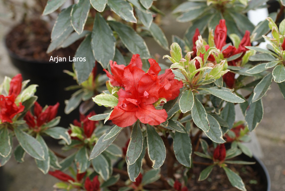 Azalea 'Hot Shot Variegata'