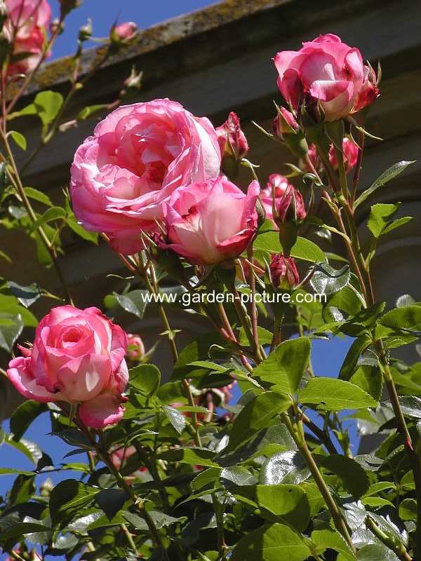 Rosa 'Harlekin'