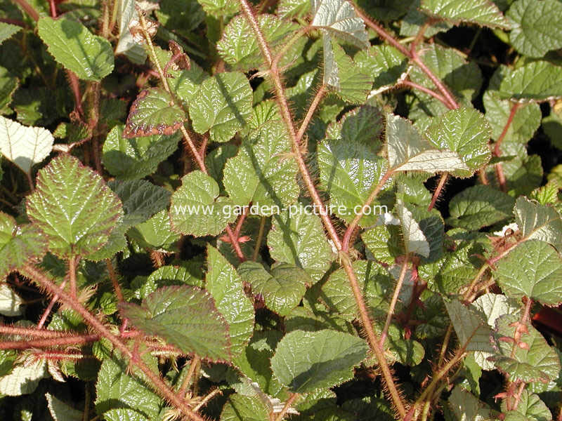 Picture and description of Rubus tricolor 'Intergreen' (DART'S EVERGREEN)