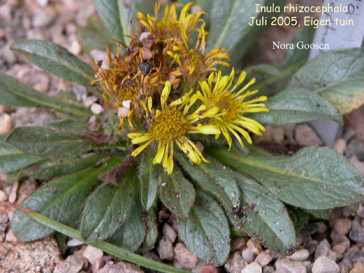 Picture and description of Inula rhizocephala